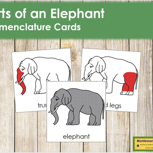 Parts of a Banana Plant Nomenclature 3-part Cards Montessori - Etsy Canada