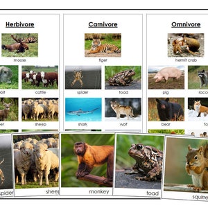 Herbivores, Carnivores and Omnivores Sorting Cards & Charts ...