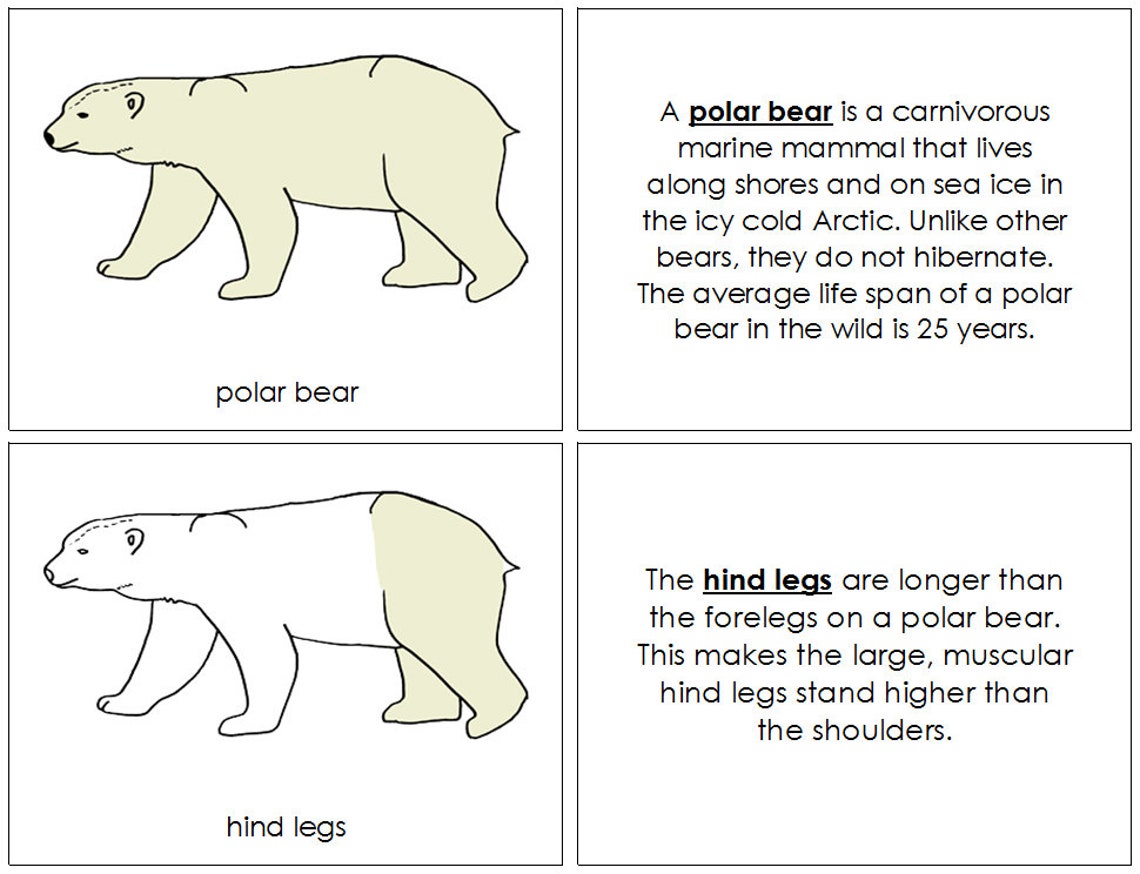 Parts of a Polar Bear Nomenclature Book Montessori Zoology Printable ...