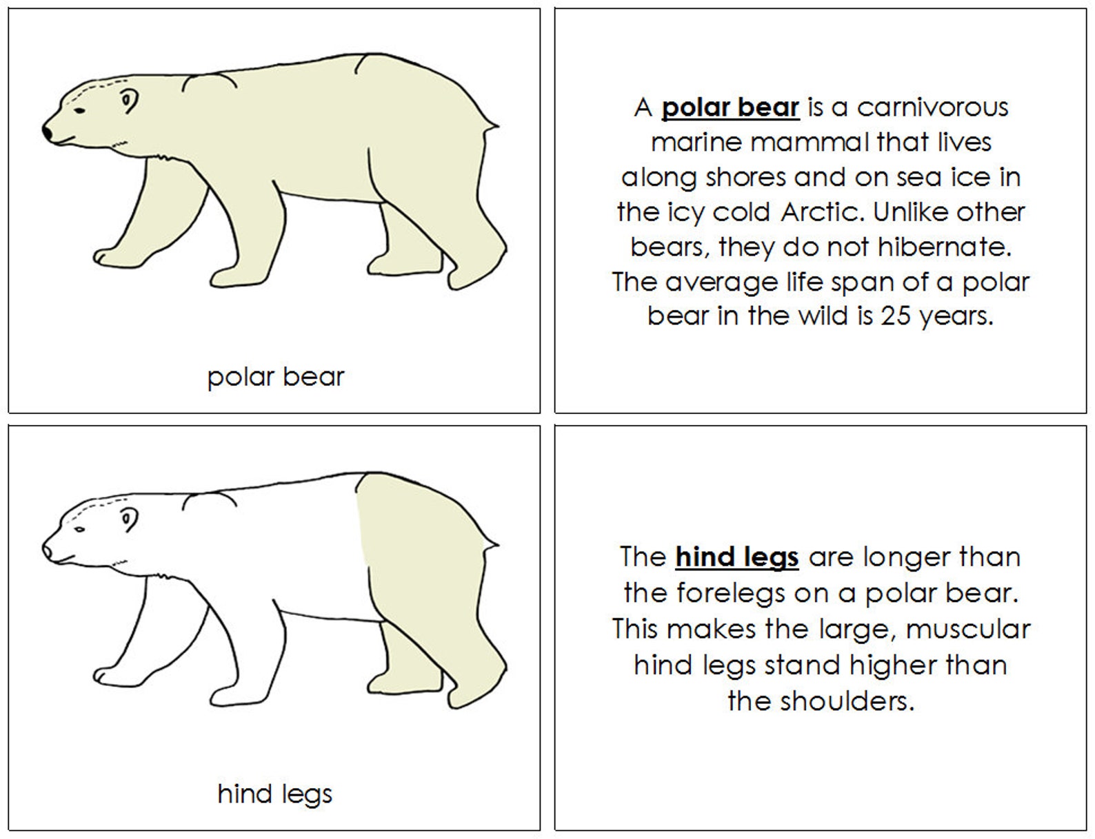 Parts of a Polar Bear Nomenclature Book - Montessori Zoology (digital ...