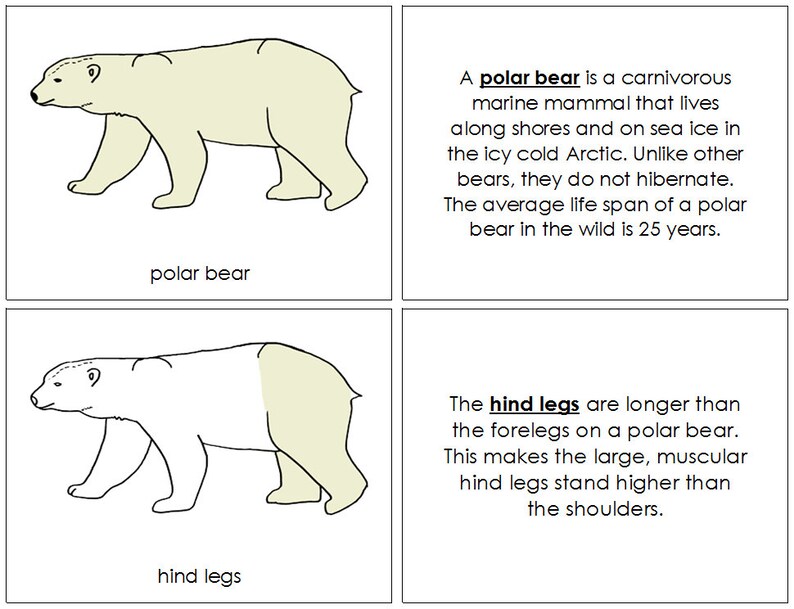 Parts of a Polar Bear Nomenclature Book Montessori Zoology Printable ...