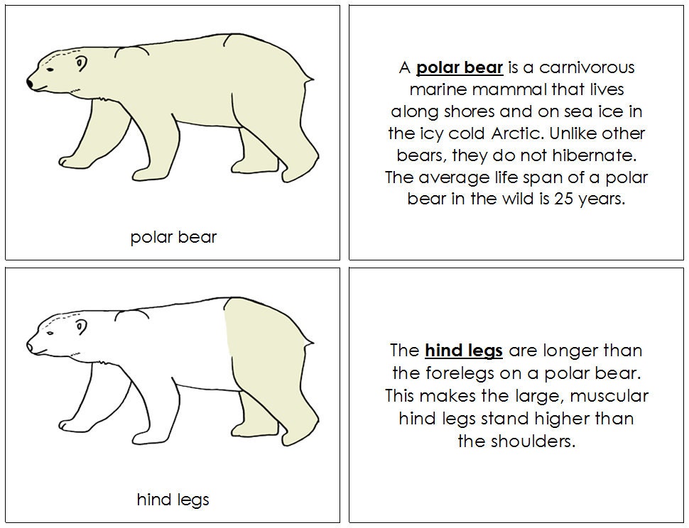 Parts of a Polar Bear Nomenclature Book Montessori Zoology Printable ...