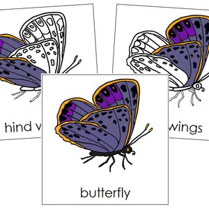 Parts of a Butterfly Nomenclature 3-part Cards - Montessori Zoology ...