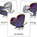 Parts of a Butterfly Nomenclature 3-part Cards & Blackline Master ...