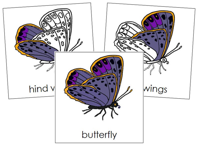 Parts of a Butterfly Nomenclature 3-part Cards & Blackline Master ...