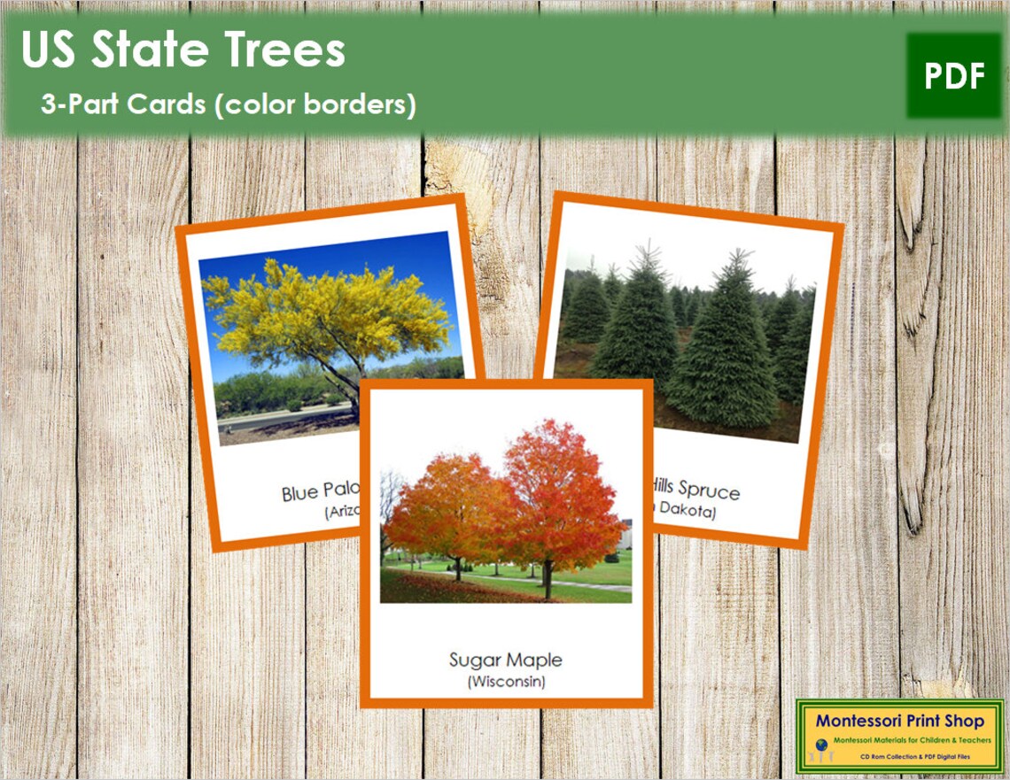 State Trees of the USA 3-part Cards color-coded Botany - Etsy