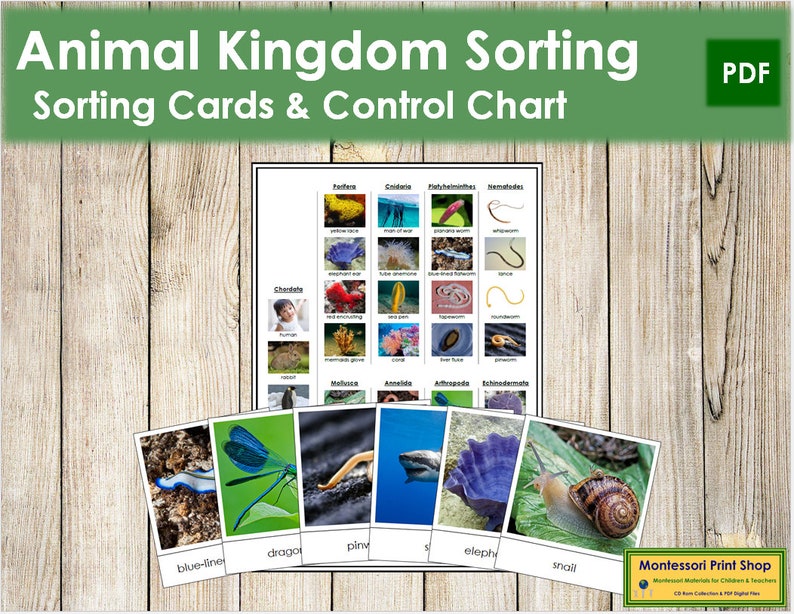 Animal Kingdom Sorting Cards & Control Chart Montessori - Etsy