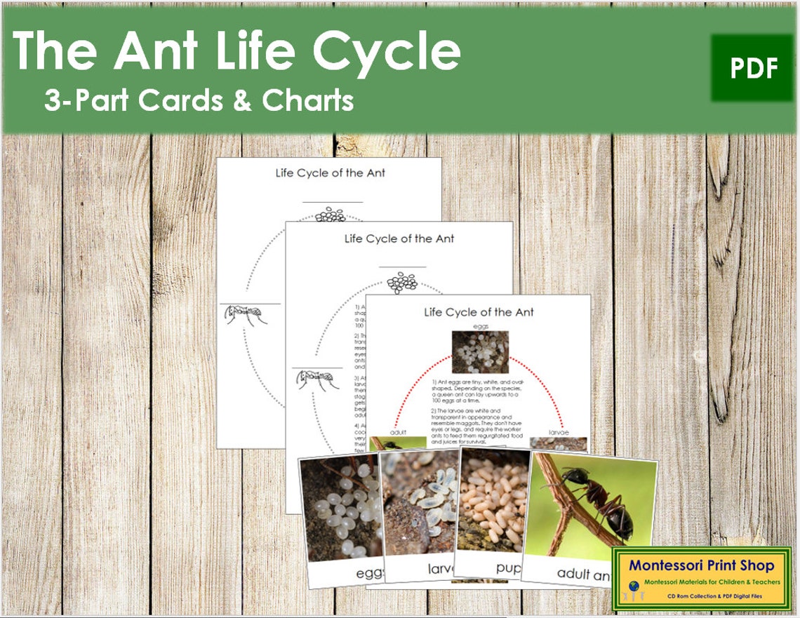 The Ant Life Cycle 3-part Cards & Charts Montessori - Etsy Canada