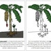 Parts of a Banana Plant Nomenclature Book - Montessori Botany (digital ...