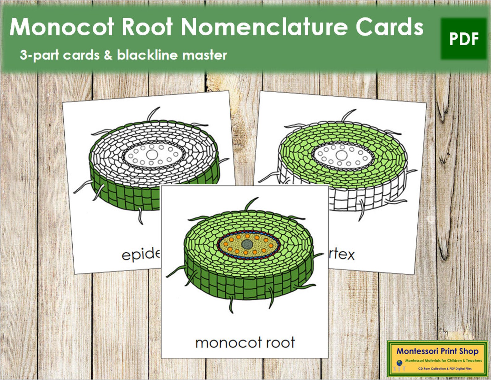 Parts of a Monocot Root Nomenclature 3-part Cards Botany | Etsy