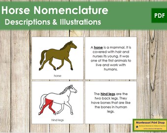 Parts of a Honey Bee Nomenclature Book Montessori Zoology - Etsy