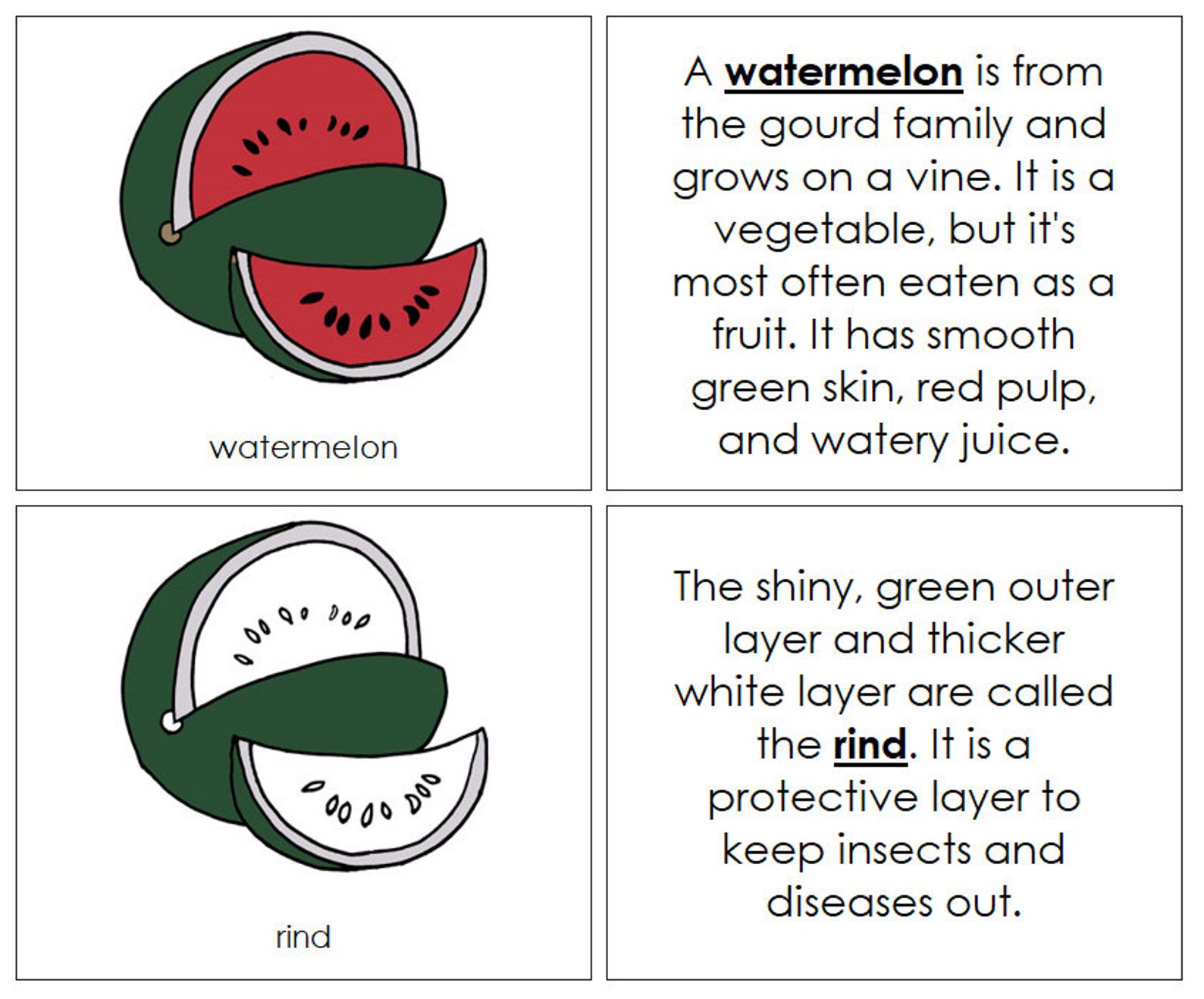 Parts of a Watermelon Nomenclature Book - Montessori Botany (digital ...