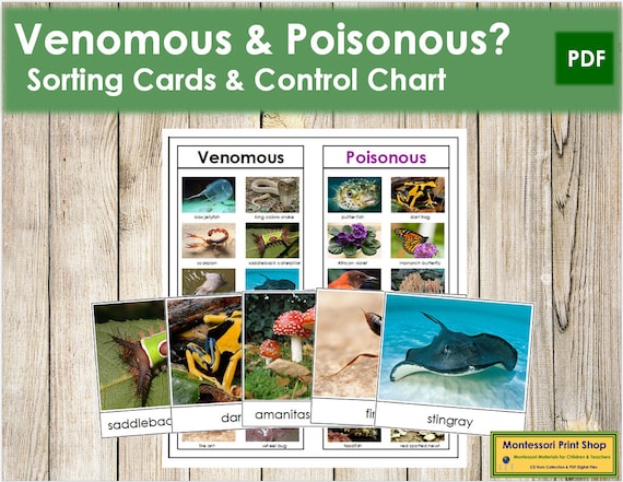 Deadliest Animals Chart