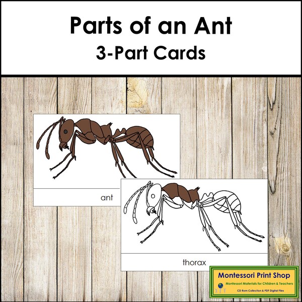Montessori Ant - Etsy