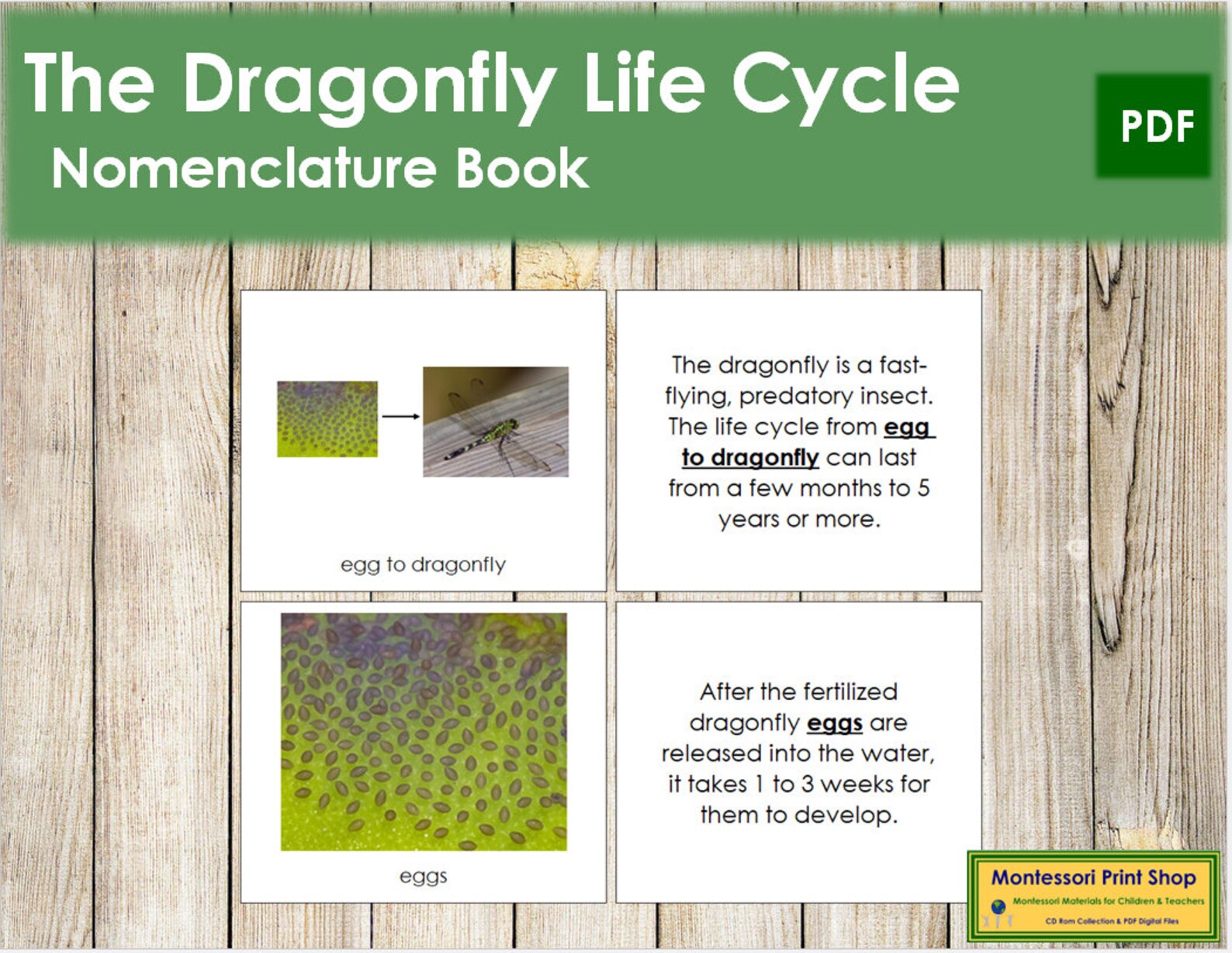 The Dragonfly Life Cycle Book Montessori Nomenclature - Etsy