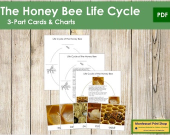 The Dragonfly Life Cycle 3-part Cards & Charts Montessori - Etsy