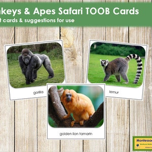 Monkeys & Apes Safari TOOB Cards Printable Montessori Cards | Etsy