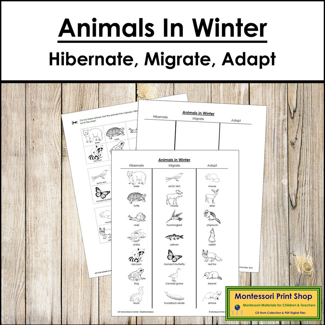 Animals in Winter Blackline Masters (migrate, Hibernate, Adapt ...