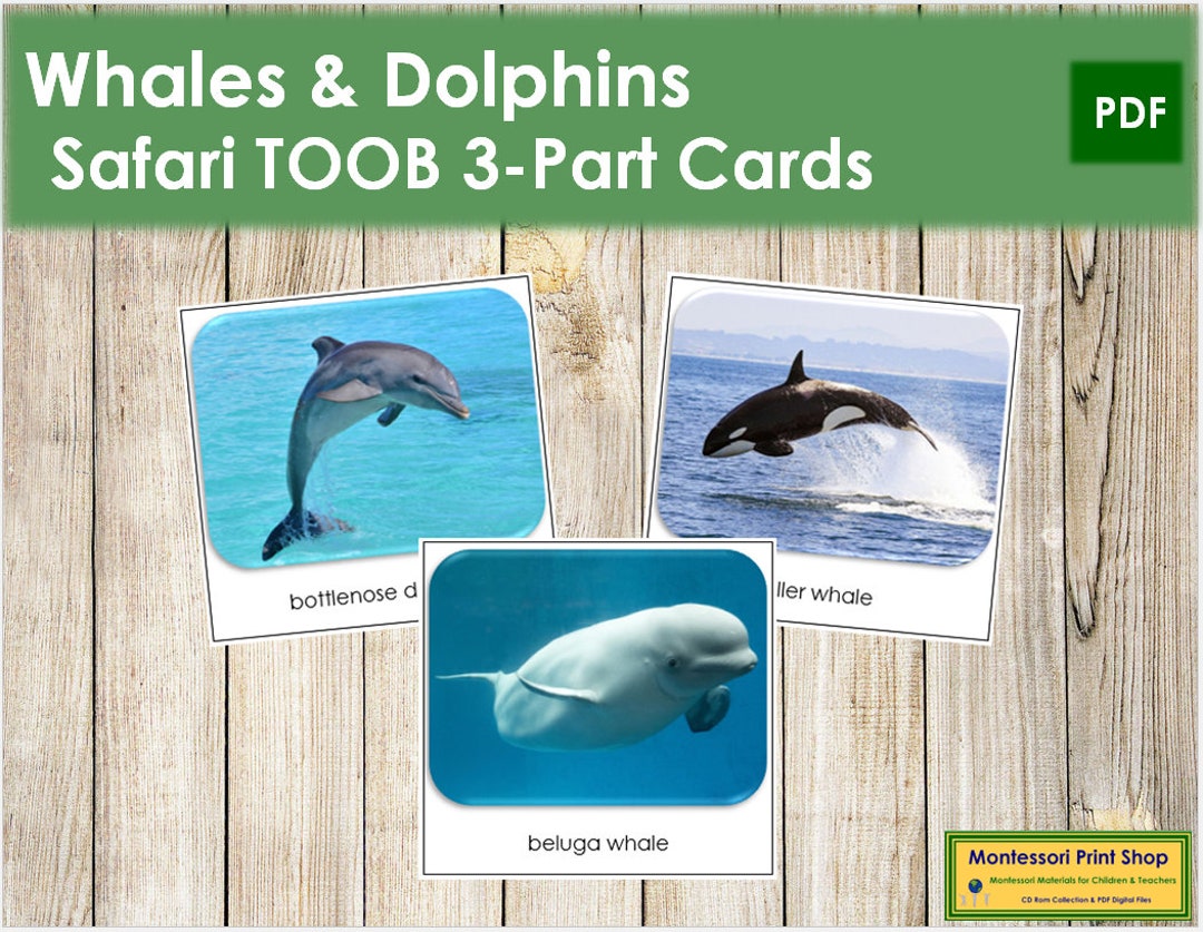 Whales & Dolphins Safari TOOB Cards Printable Montessori - Etsy