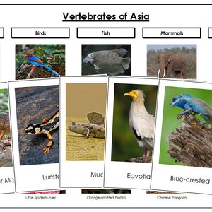Vertebrates of the Continents Sorting - Montessori Zoology - Printable ...