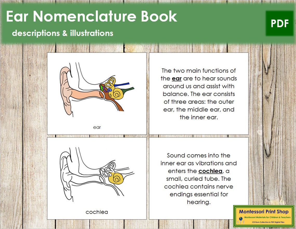 Parts of an Ear Nomenclature Book Science Printable | Etsy