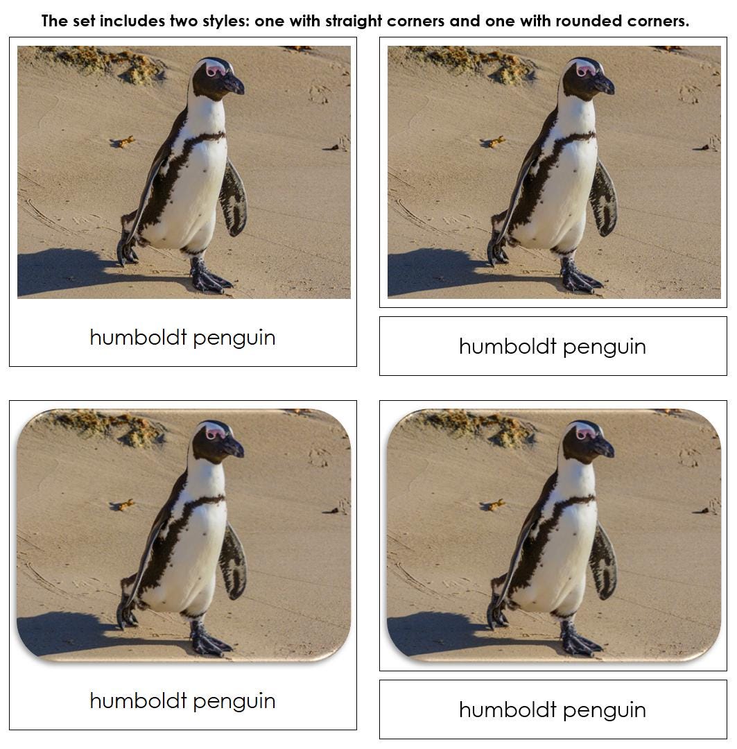 Penguins Safari TOOB Cards - Montessori 3-part Cards (digital Download ...
