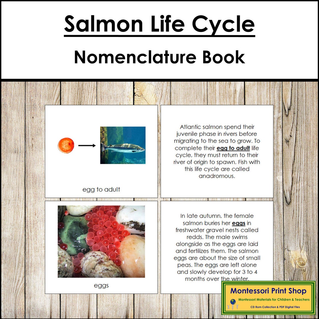 The Salmon Life Cycle Book - Montessori Zoology (digital Download) - Etsy