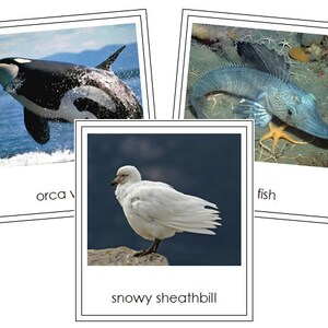 Montessori Animals of Antarctica 3-part Cards [color-coded] - Geography ...