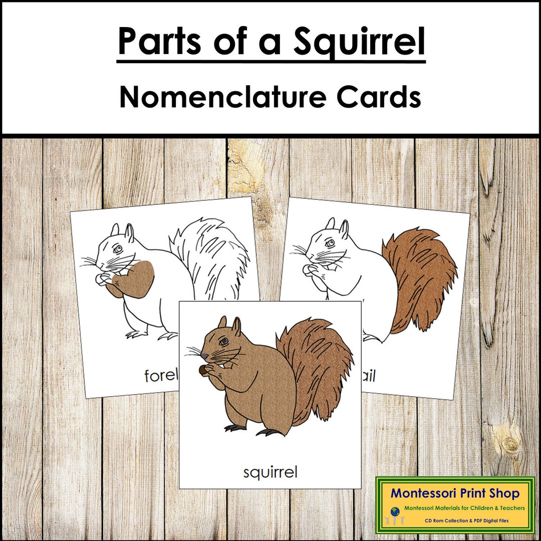 Parts of a Squirrel Nomenclature 3-part Cards & Blackline Master ...