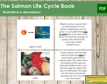 The Kangaroo Life Cycle Book Montessori Nomenclature | Etsy