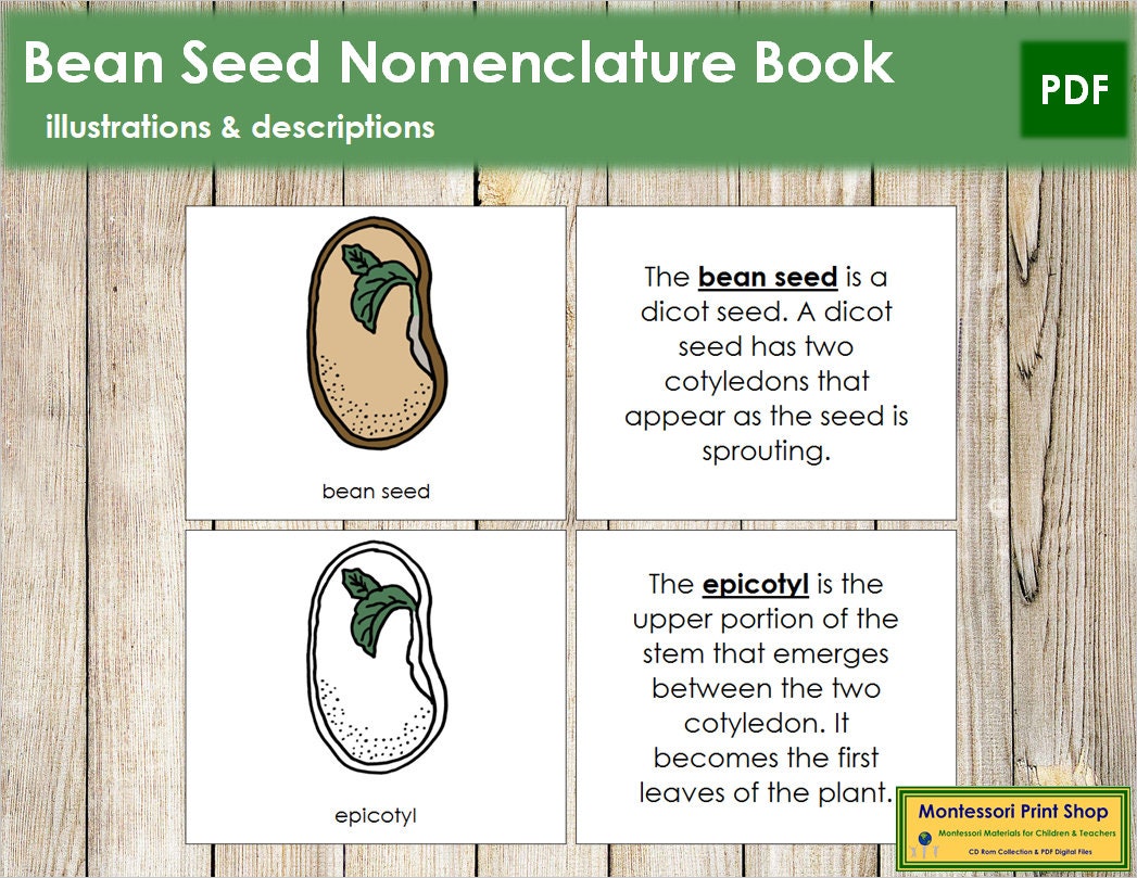 Parts Of A Bean Seed Nomenclature Book Montessori Botany Etsy parts-of-a-bean-seed-nomenclature-book-montessori-botany-etsy