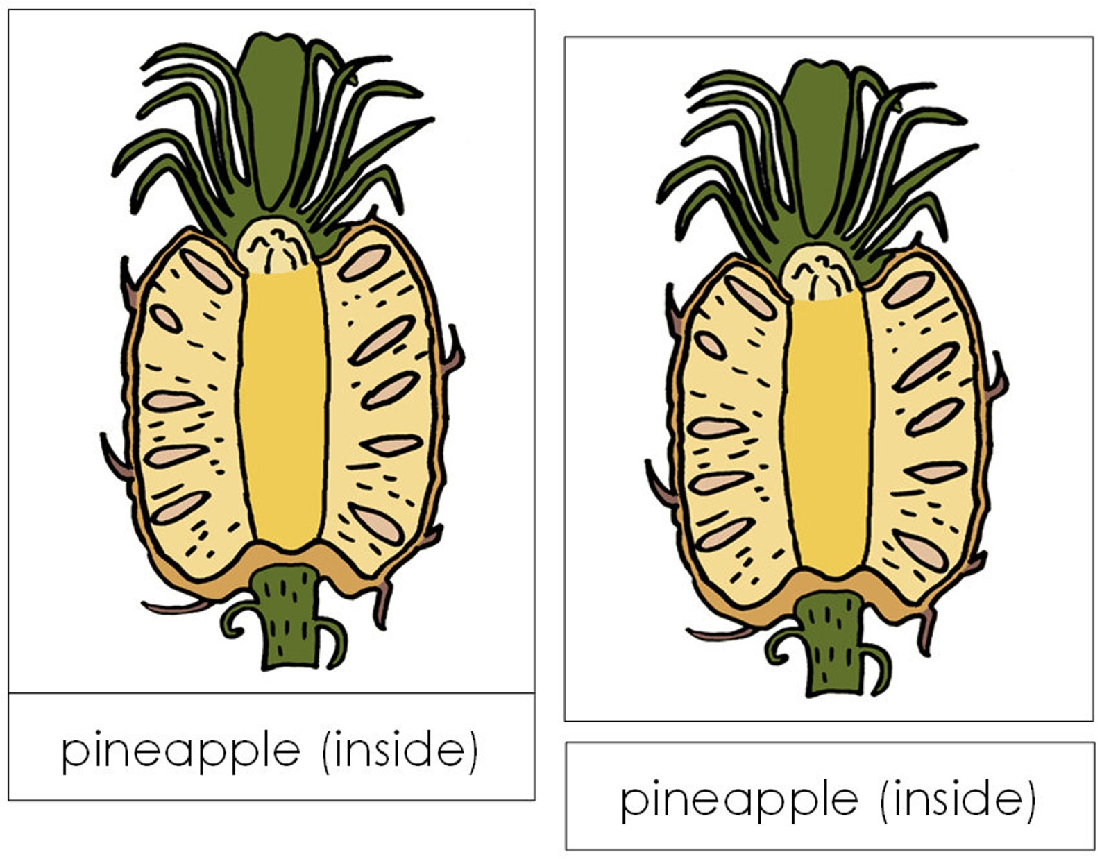 Parts of a Pineapple Nomenclature 3-part Cards & Blackline Master ...