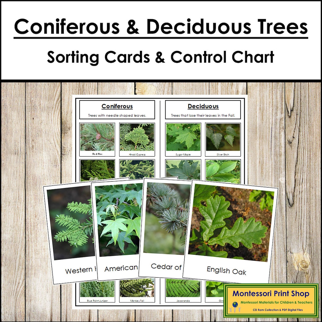 Coniferous or Deciduous Sorting Cards & Control Chart - Montessori ...