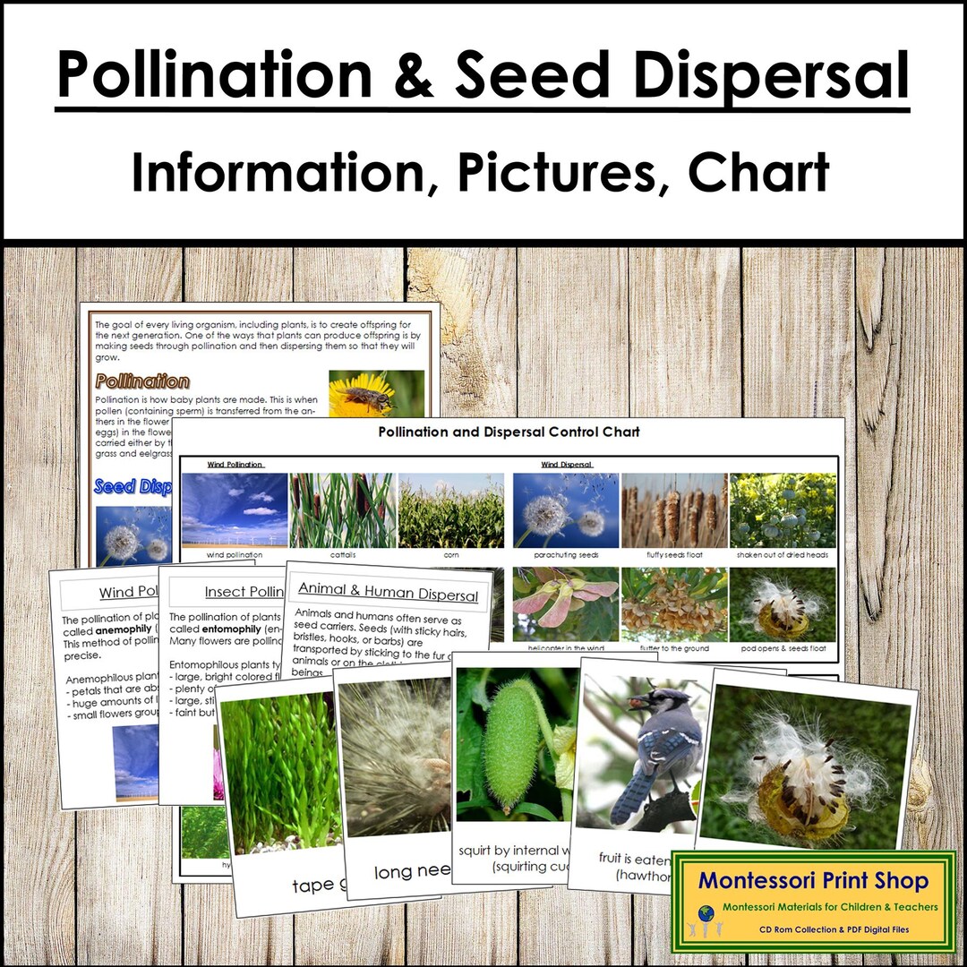 Pollination & Seed Dispersal Montessori Cards: Science Photos (digital ...