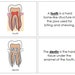 Parts of a Tooth Nomenclature Book - Montessori Human Anatomy (digital ...