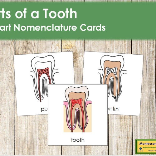 Parts of a Human Heart Nomenclature Book Science Printable - Etsy Canada