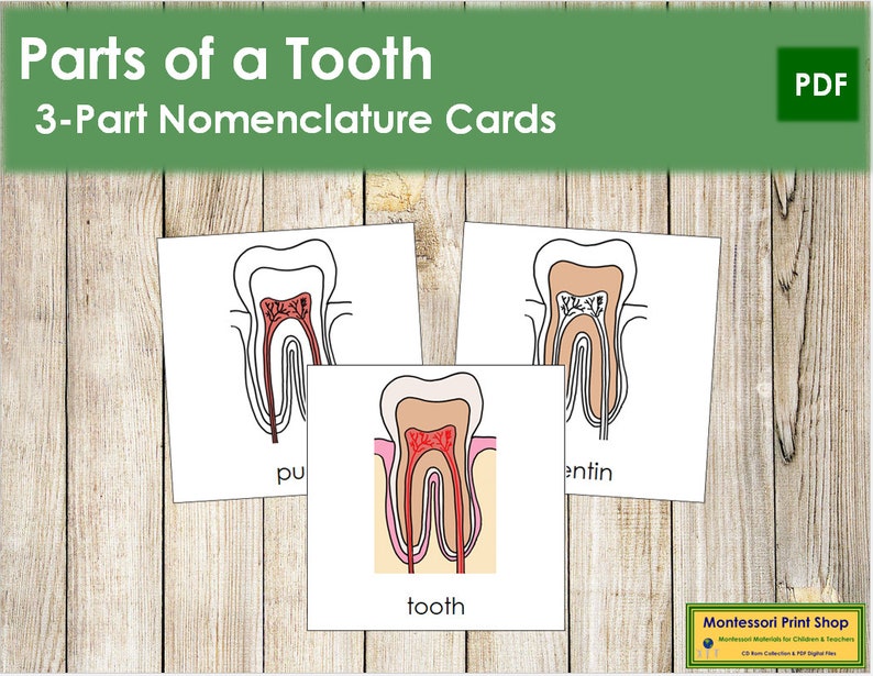 Parts of a Tooth Nomenclature 3-part Cards Science - Etsy