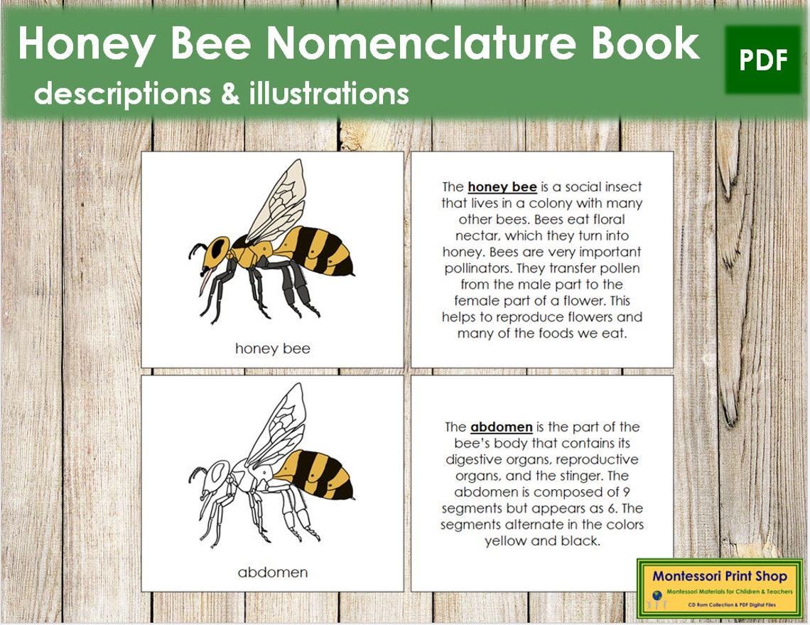 Parts of a Honey Bee Nomenclature Book Montessori Zoology - Etsy Canada