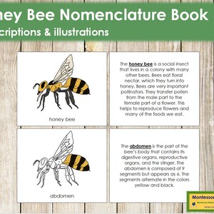 Parts of a Honey Bee Nomenclature Book Montessori Zoology - Etsy Canada