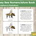 Parts of a Honey Bee Nomenclature Book Montessori Zoology - Etsy Canada