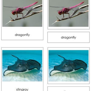 Animal Movement Sorting Cards & Chart [swim, Walk and Fly] - Montessori ...