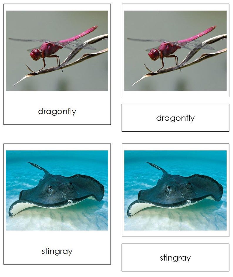 Animal Movement Sorting Cards & Chart [swim, Walk and Fly] - Montessori ...
