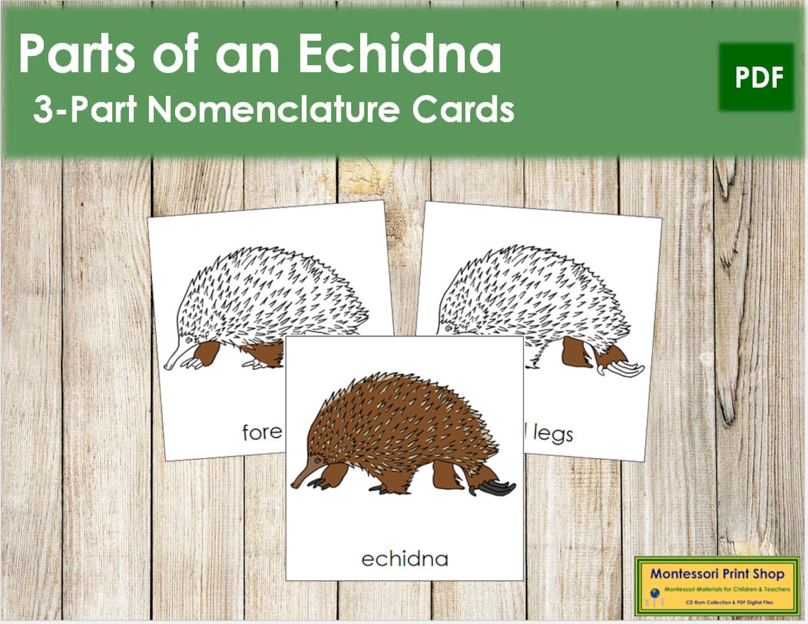 Parts of an Echidna Nomenclature 3-part Cards Montessori - Etsy Canada