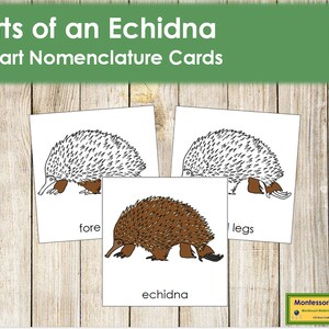 Parts of an Echidna Nomenclature 3-part Cards Montessori - Etsy Canada