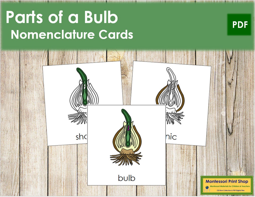 Parts of a Bulb Nomenclature 3-part Cards Montessori Botany - Etsy