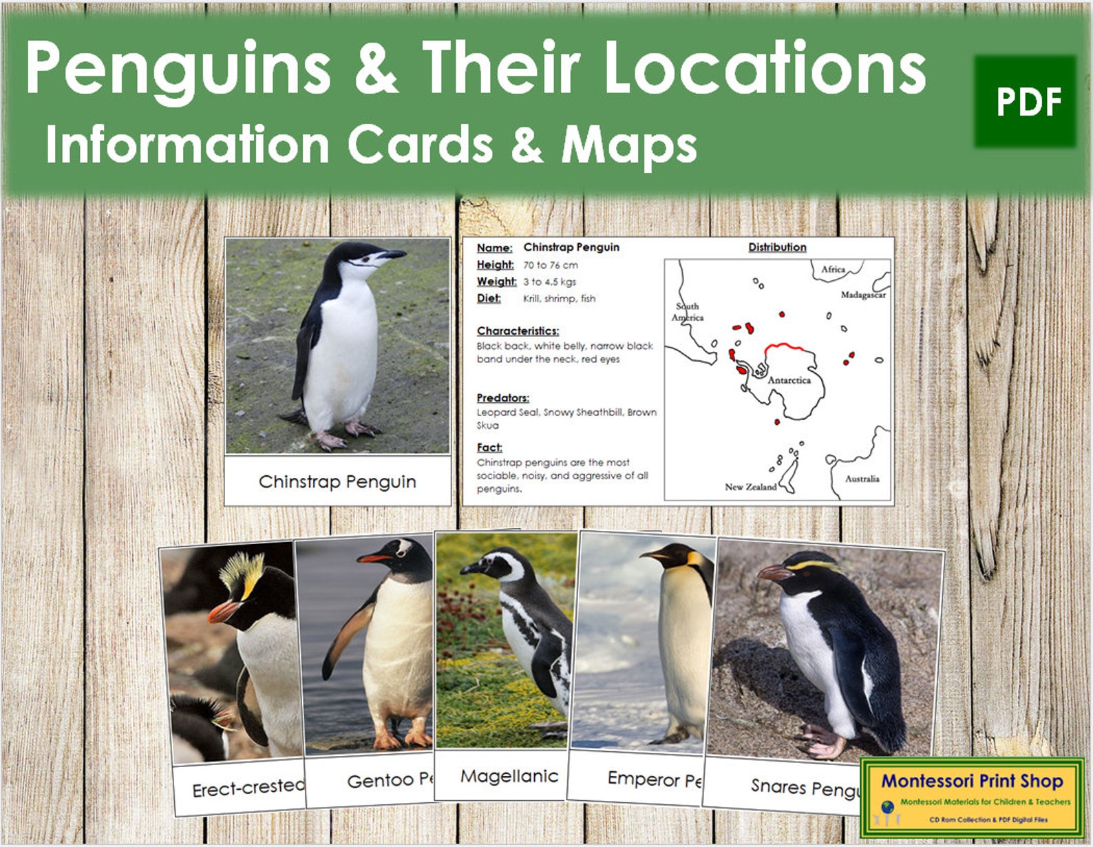 Types of Penguins Information & Distribution Maps Zoology - Etsy