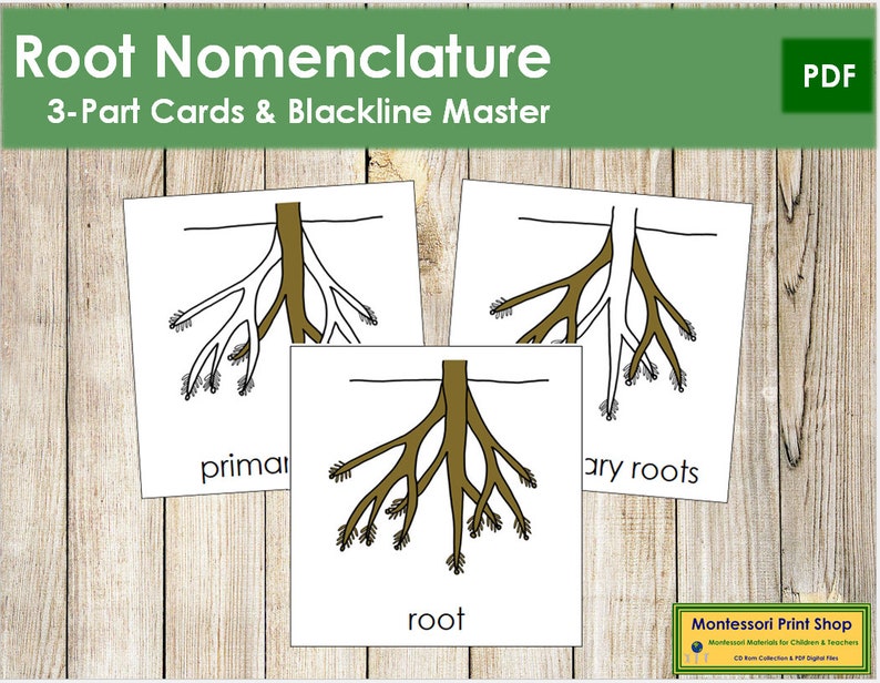 Parts of a Root Nomenclature 3-part Cards Montessori Botany - Etsy