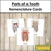 Parts of a River Nomenclature Book - Science - Printable Montessori ...