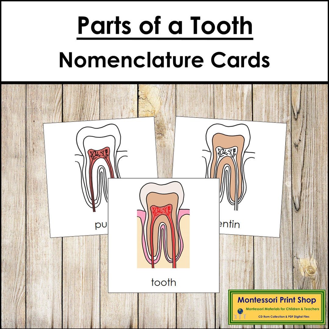 Parts of a Tooth Nomenclature 3-part Cards - Science - Printable ...