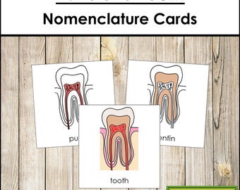 Parts of a Tooth • Nomenclature Cards • Montessori • Flash Cards ...